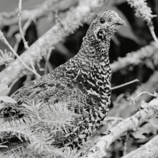Grouse Encounters of the First Kind | North Shore Journal | Two Harbors ...