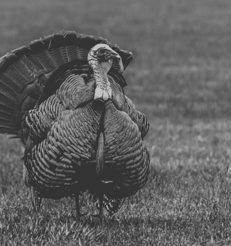 Fall turkey hunting begins soon | North Shore Journal | Two Harbors ...