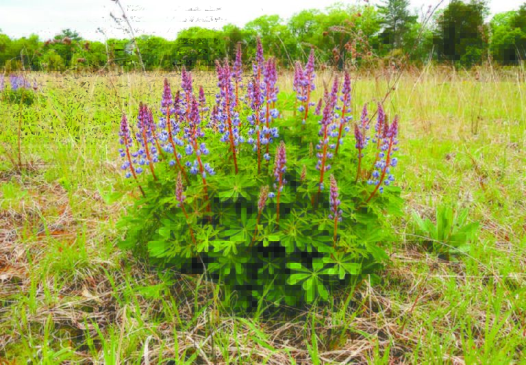 Wild Lupine vs Invasive Lupine | North Shore Journal | Two Harbors ...