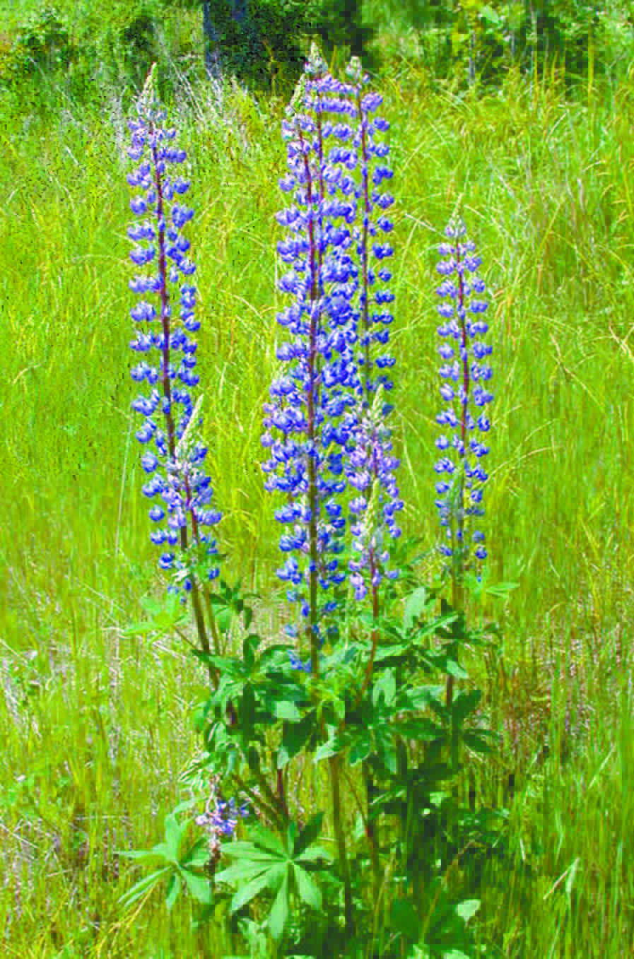Wild Lupine vs Invasive Lupine | North Shore Journal | Two Harbors ...