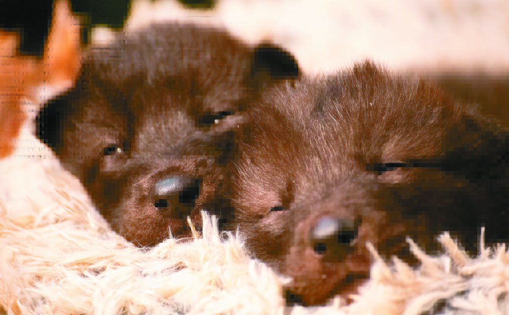 Ely’s International Wolf Center Welcomes Two New Pups | North Shore ...