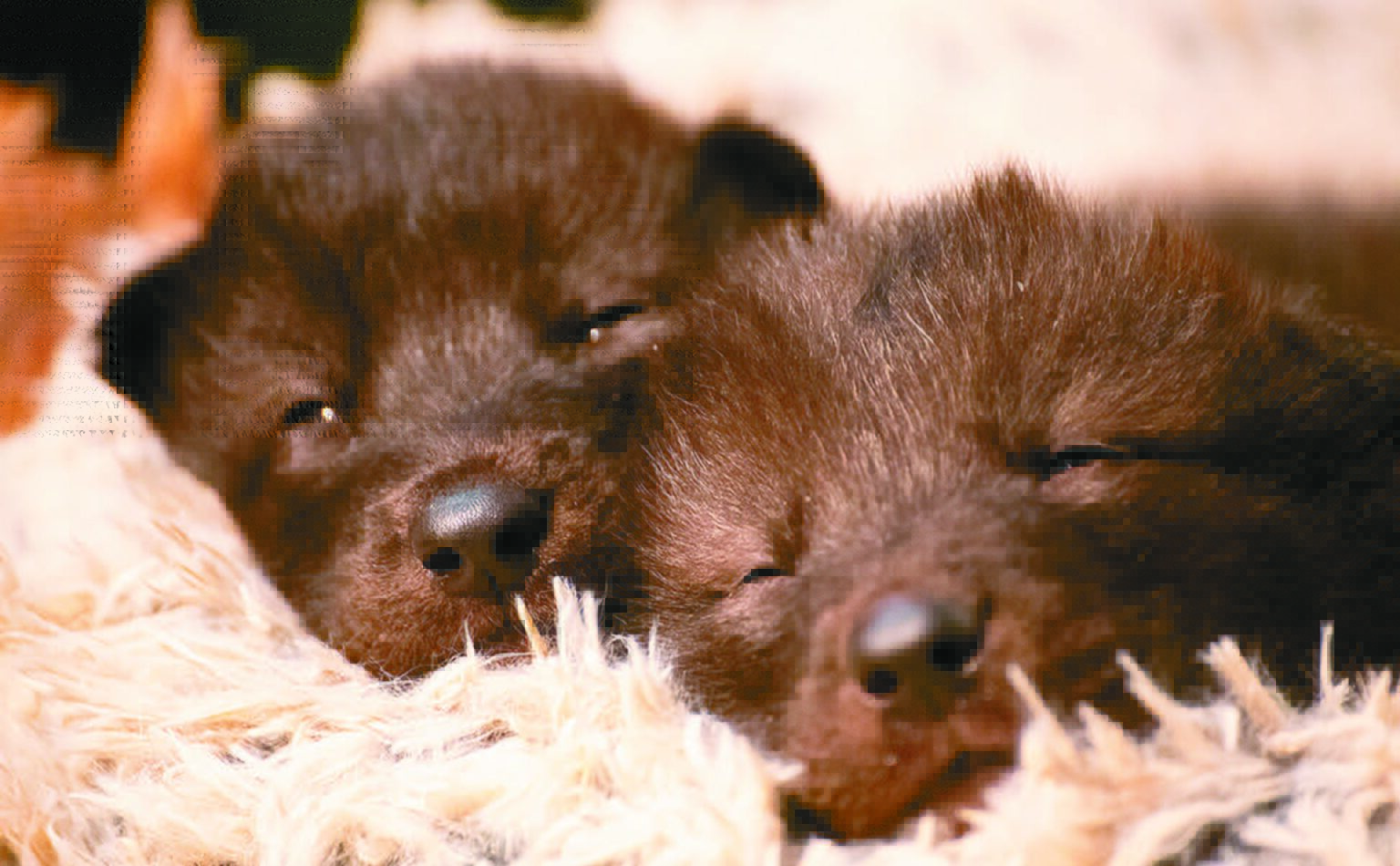 Ely’s International Wolf Center Welcomes Two New Pups | North Shore ...
