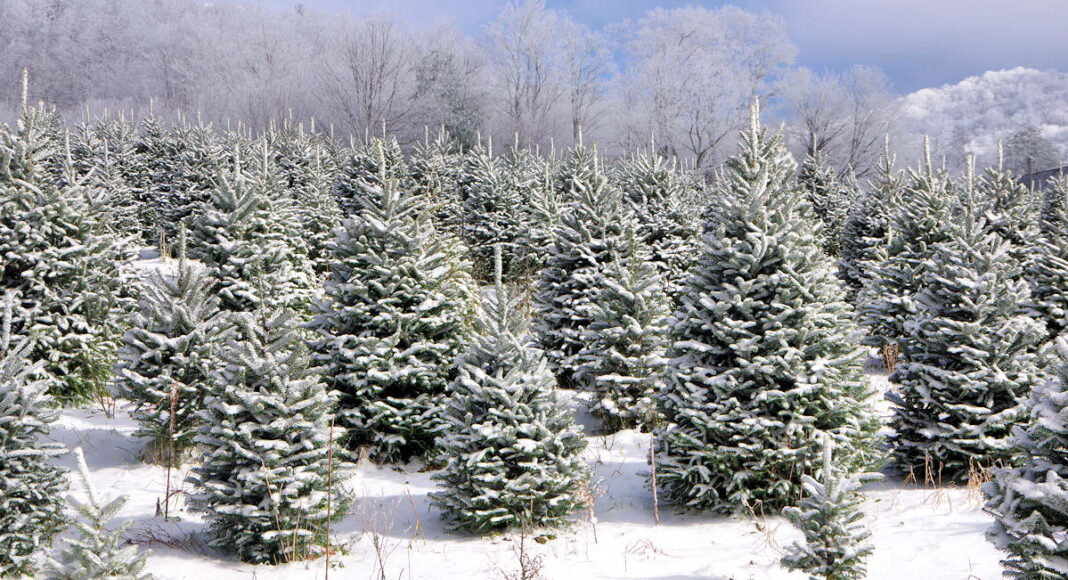 Dispose of Holiday Greens and Christmas Trees Correctly to Protect ...
